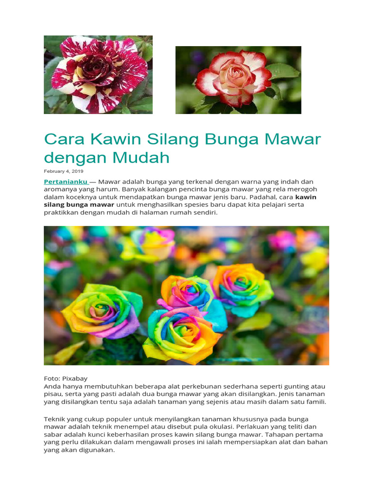 Cara Kawin Silang Bunga Mawar Dengan Mudah | PDF