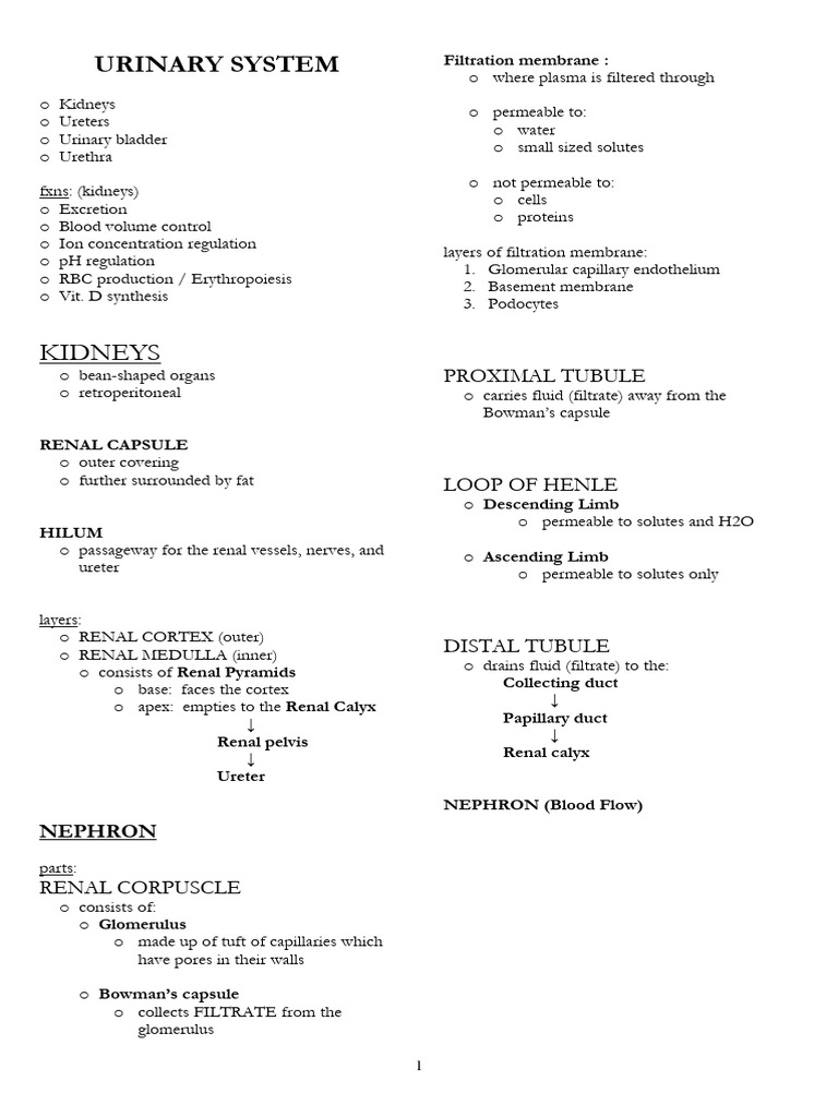 Anatomy and Physiology Handout # 17 Urinary System | PDF | Kidney ...