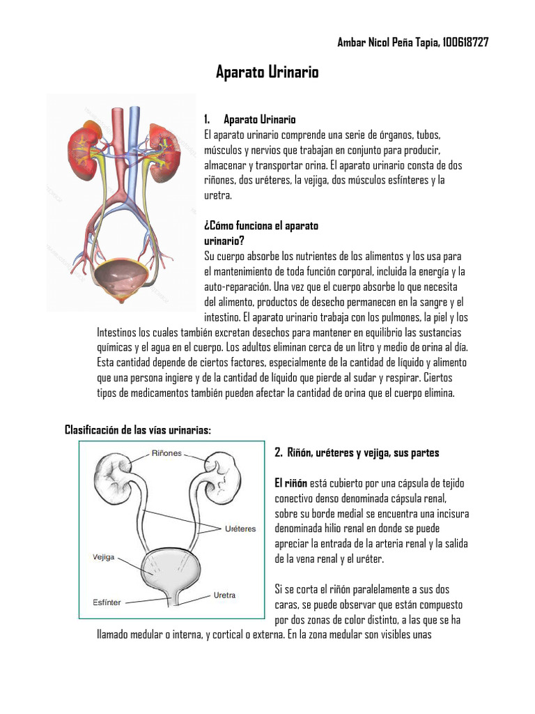 Aparato Urinario | PDF | Sistema urinario | Riñón