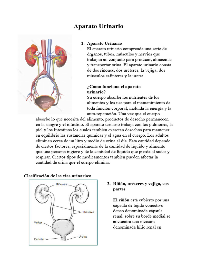Aparato Urinario | PDF | Sistema urinario | Riñón