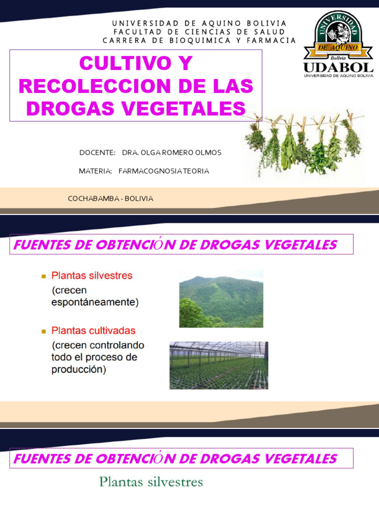 2 Cultivo y Recoleccion de Las Drogas Vegetales | PDF | Plantas | Clima