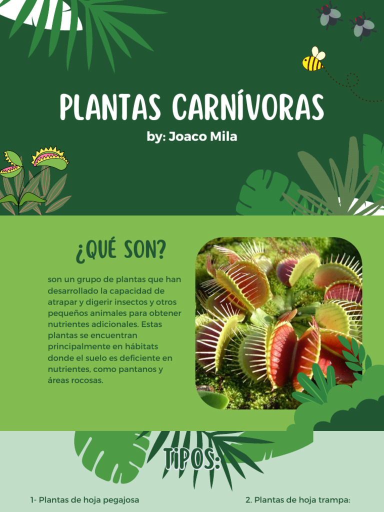 Presentación Plantas Carnívoras | PDF