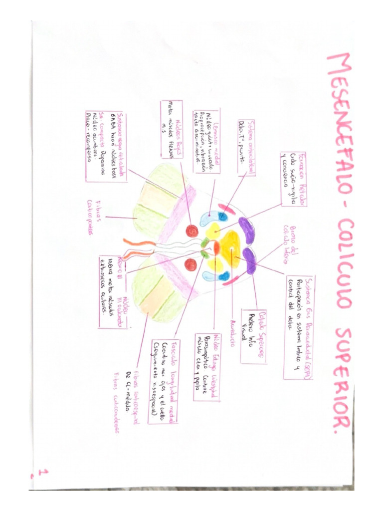 Mesencefalo - Coliculo Superior. | PDF