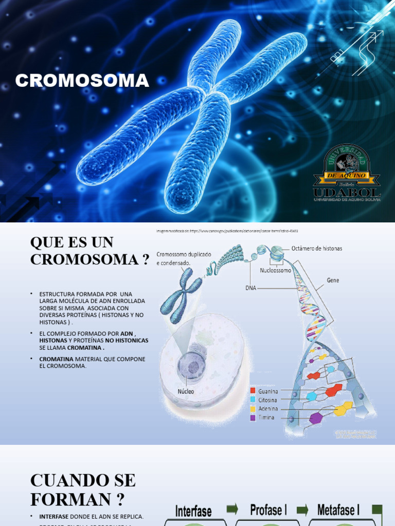 Cromosomas Bien | PDF
