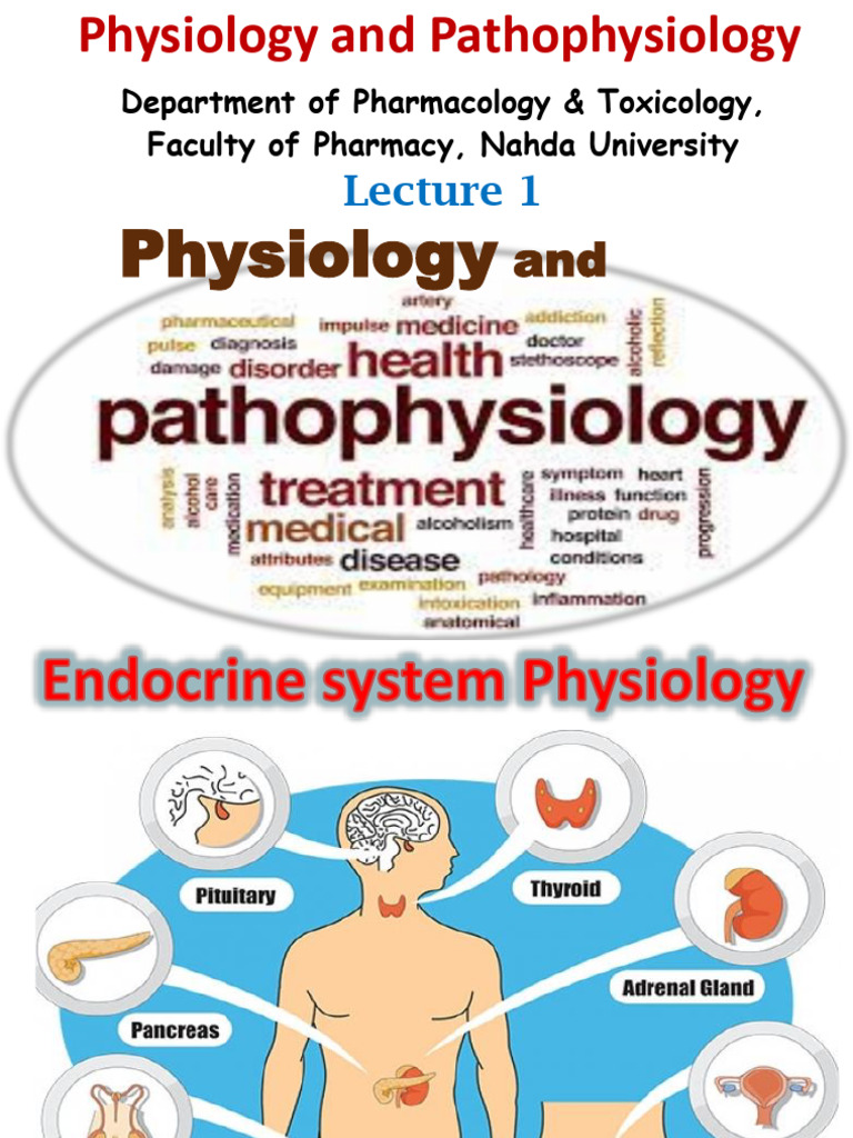 Endocrine System Physiology and Pathophysiology (Part 1) | PDF | Endocrine System | Adrenal Gland