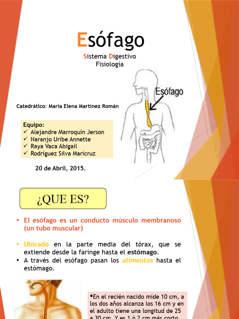 ESOFAGO Fisio | PDF | Esófago | Estómago