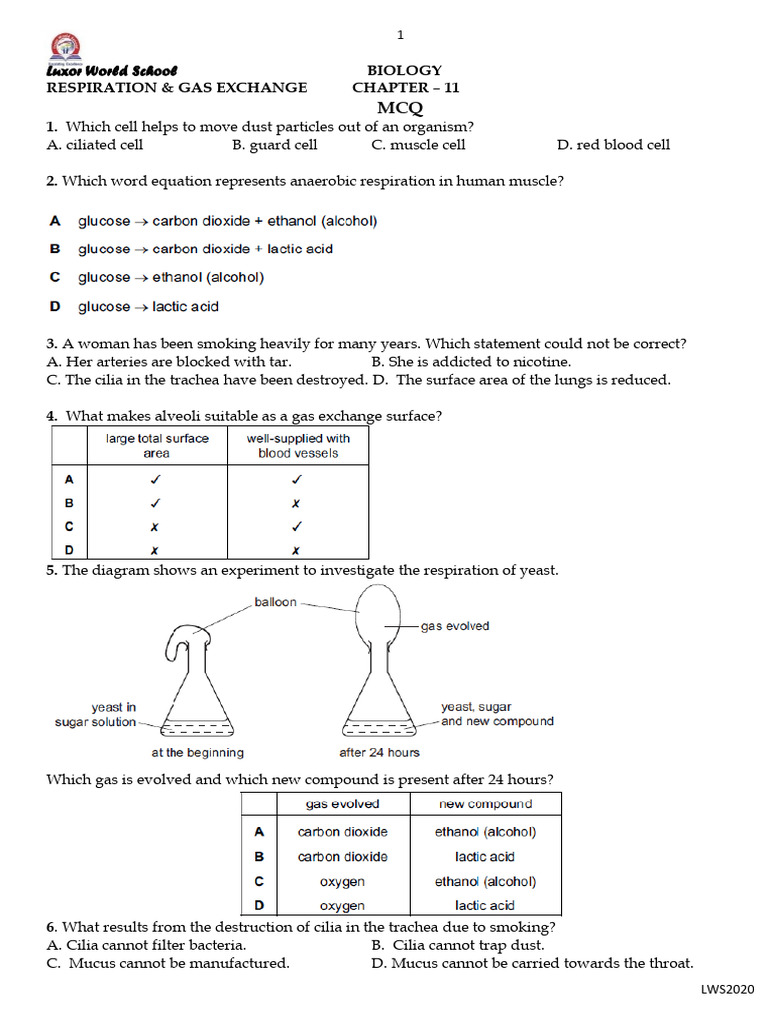 Respiration & Gas Exchange MCQ QP | PDF | Respiratory System | Breathing