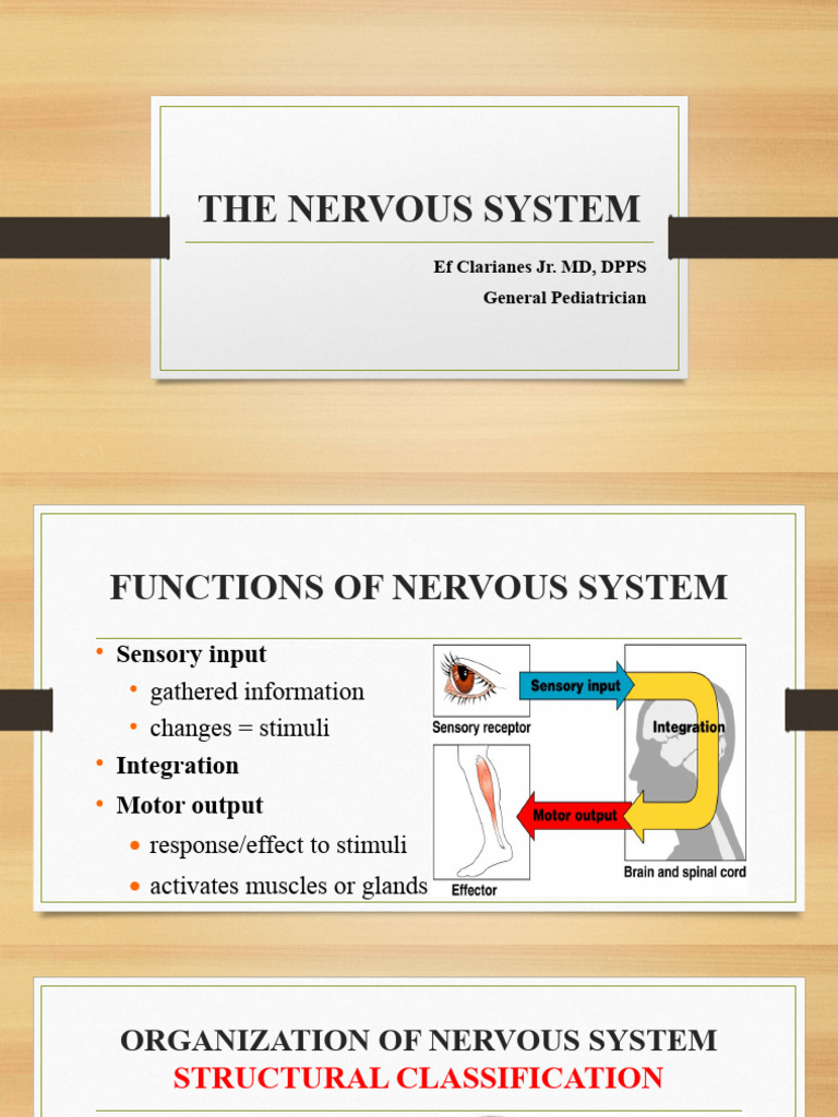 Nervous System 1 | PDF | Axon | Neuron