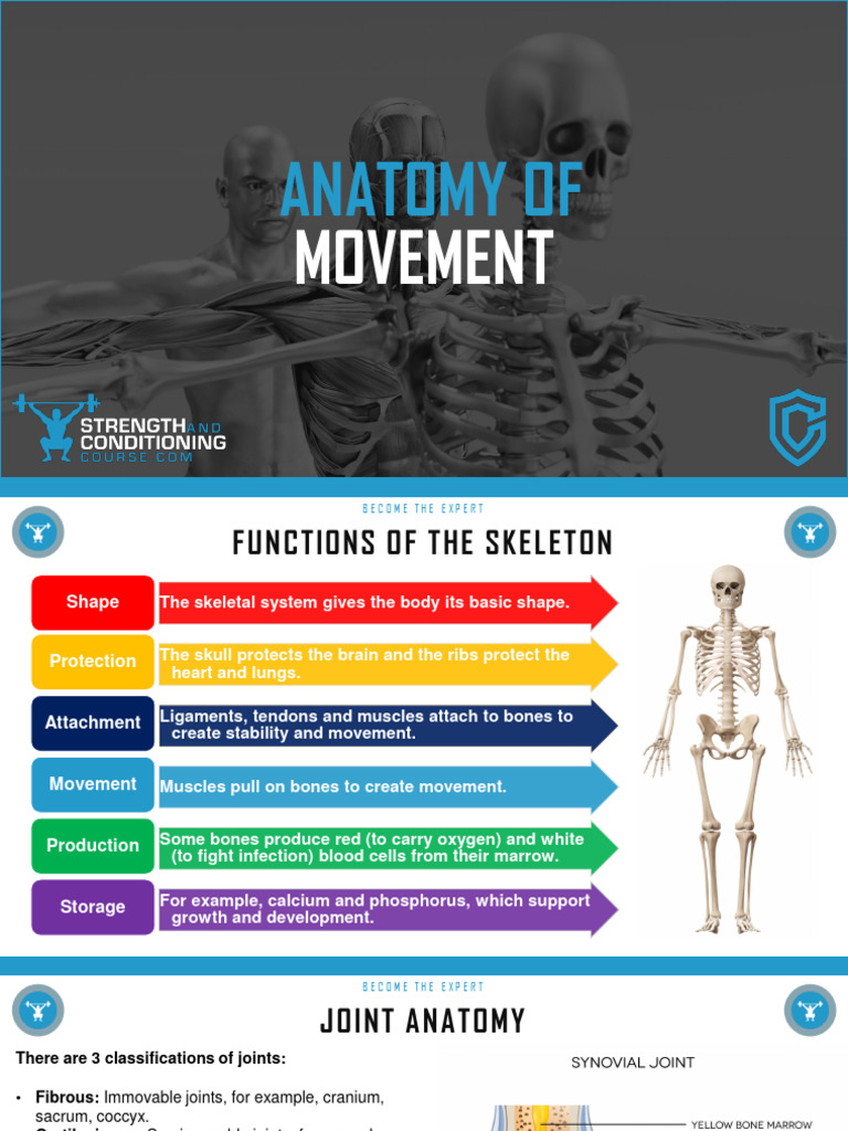 Anatomy of Movement | PDF | Anatomical Terms Of Motion | Musculoskeletal System