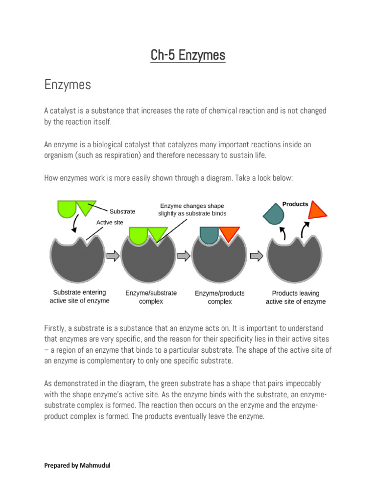 Ch-5 Enzymes | PDF | Enzyme | Enzyme Assay