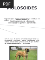 Morfología del perro: Graioides y Occipucio | PDF | Diente | Pastor alemán