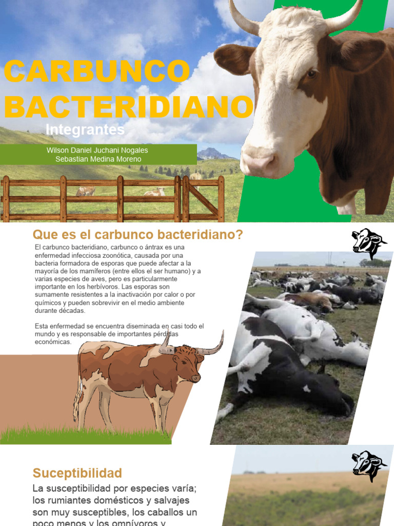 Carbunco Bacteriano | PDF | Ántrax | Medicina CLINICA