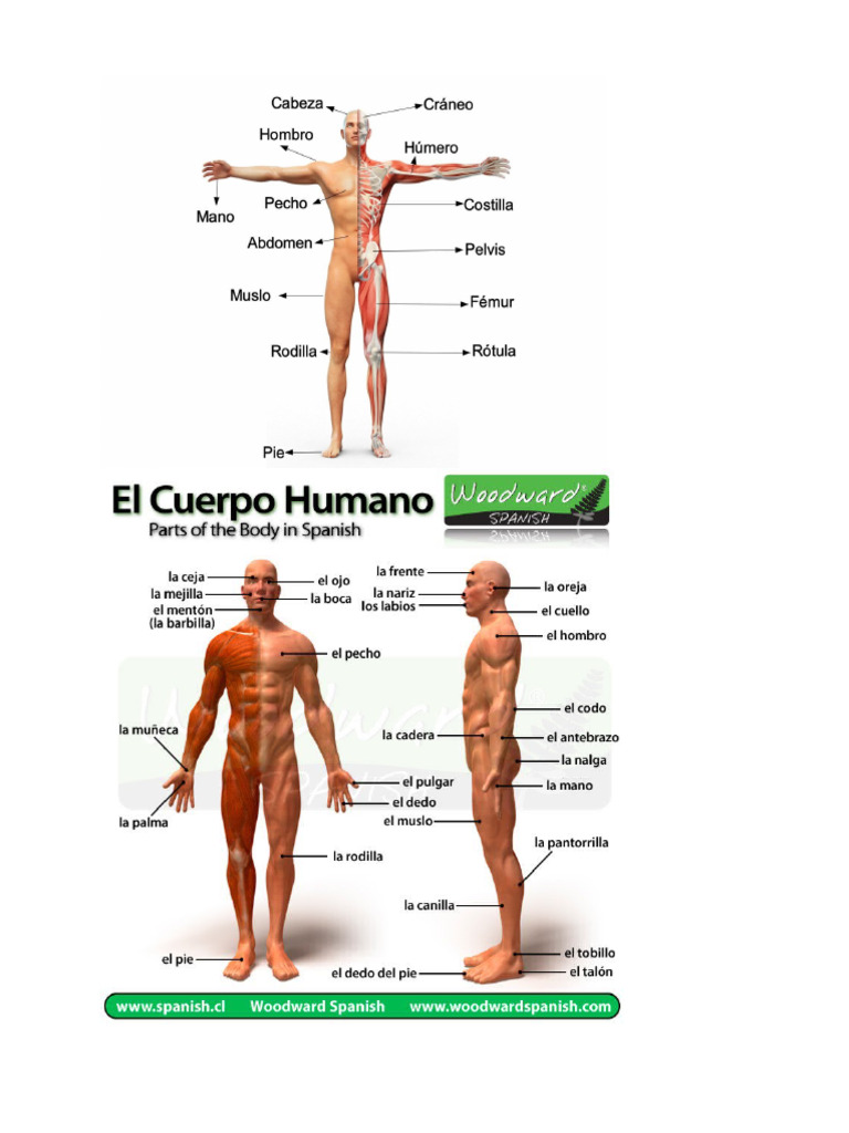 Cuerpo | PDF