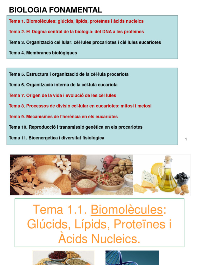 Tema 1.biomolècules | PDF