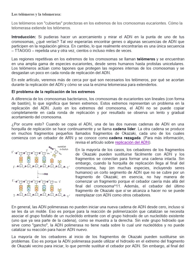 Telómeros y Telomerasa: Protección del ADN | PDF | Telómero ...