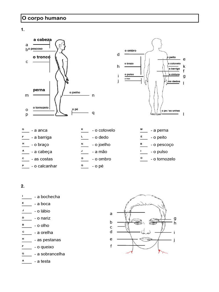 Vocabulário Corpo Humano Exercício Pdf Anatomia Sistema Locomotor