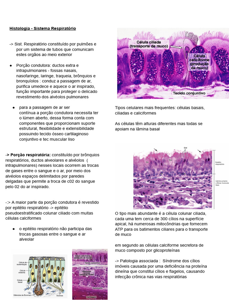 Histologia Resp | PDF | Sistema respiratório | Epitélio