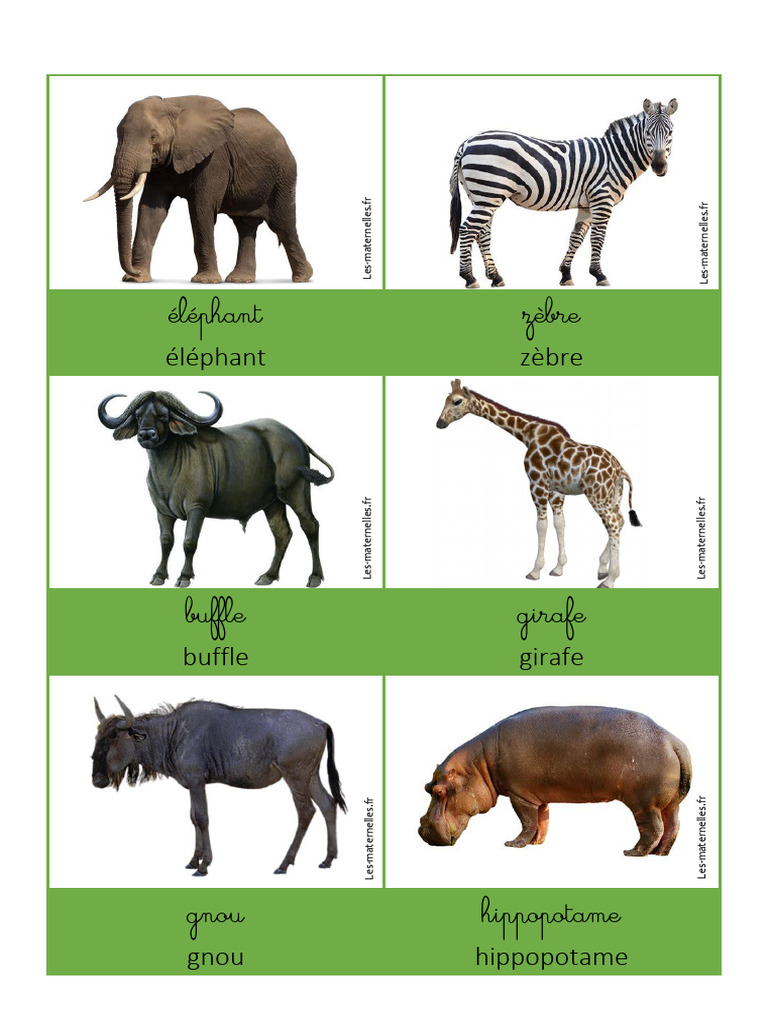 Les Animaux D'afrique - Carte Nomenclature | PDF | Lion | Mammifères d ...