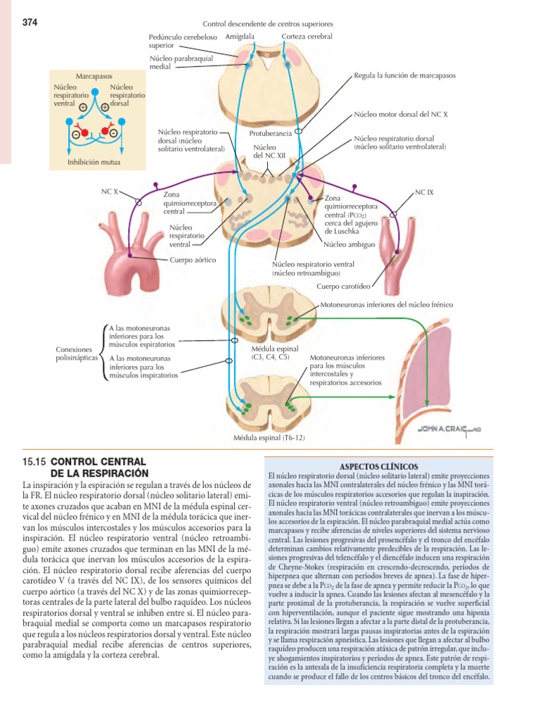 Control Central de La Respiración | PDF | Sistema respiratorio ...
