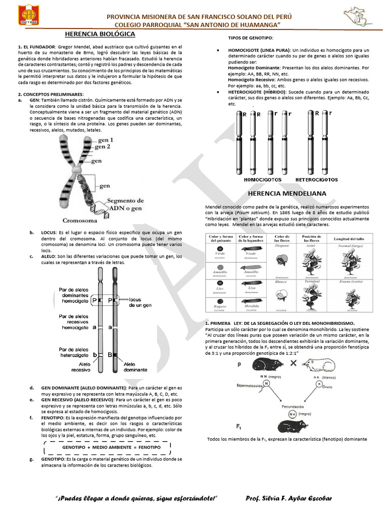 Herencia Mendeliana, No Mendeliana y Anomalías Biología | PDF | Dominancia (Genética) | Cigosidad