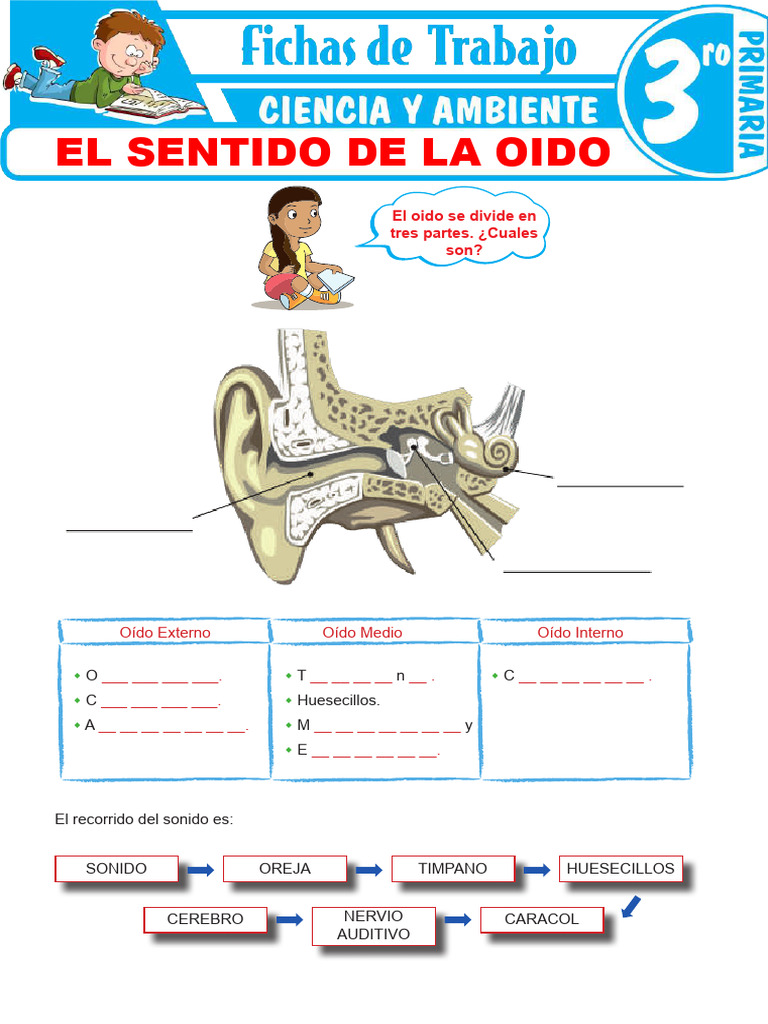 El-sentido-de-la-oido-para-Tercer-Grado-de-Primaria | PDF