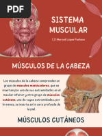 Función del músculo corrugador superciliar | PDF