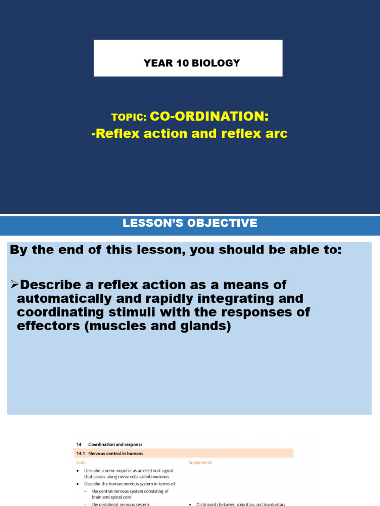 Coordination Reflex Action Reflex Arc Mis Pdf