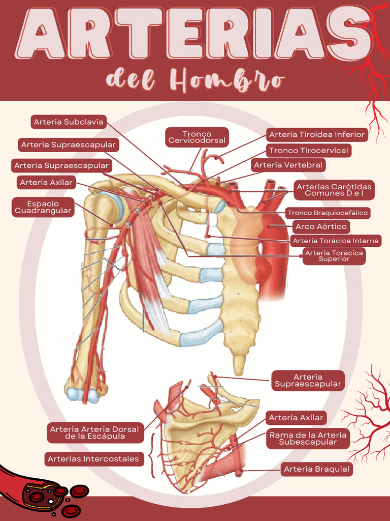 Anatomía del Hombro: Arterias y Nervios | PDF | Cabeza y cuello humanos ...