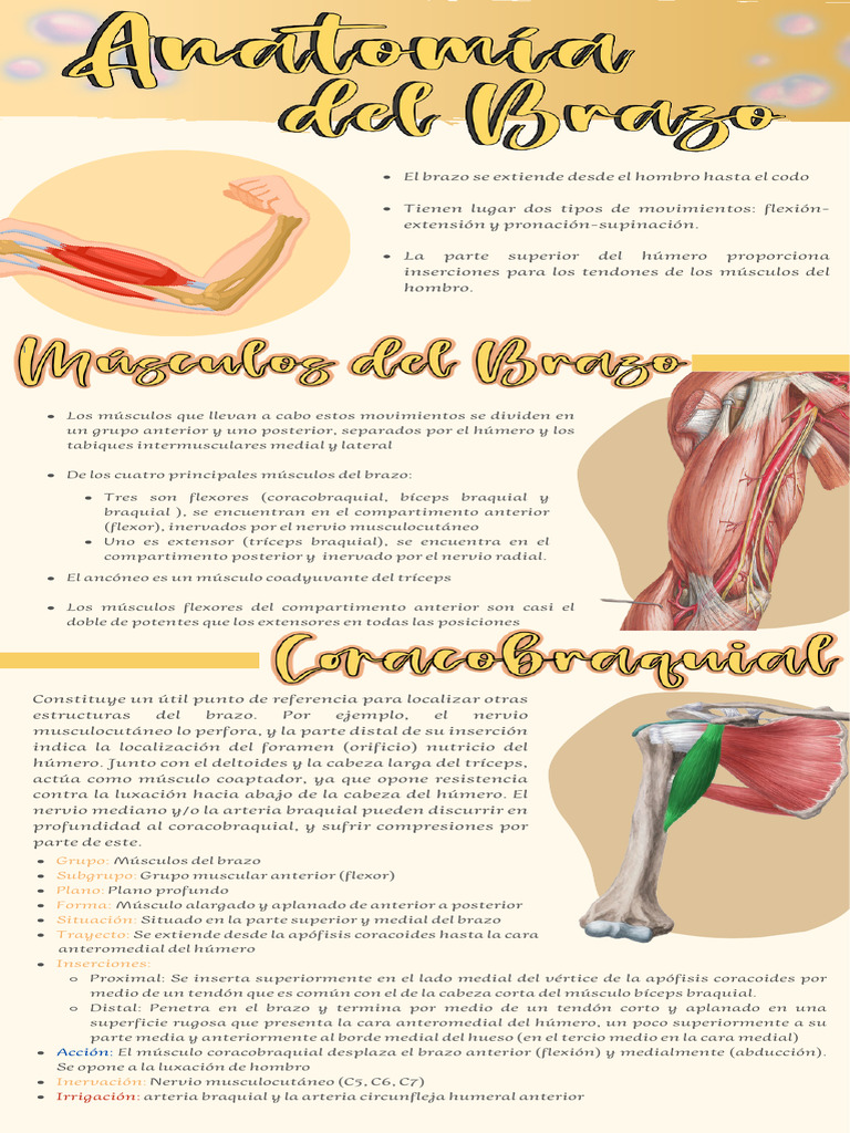 Anatomía y músculos del brazo | PDF | Codo | Articulación