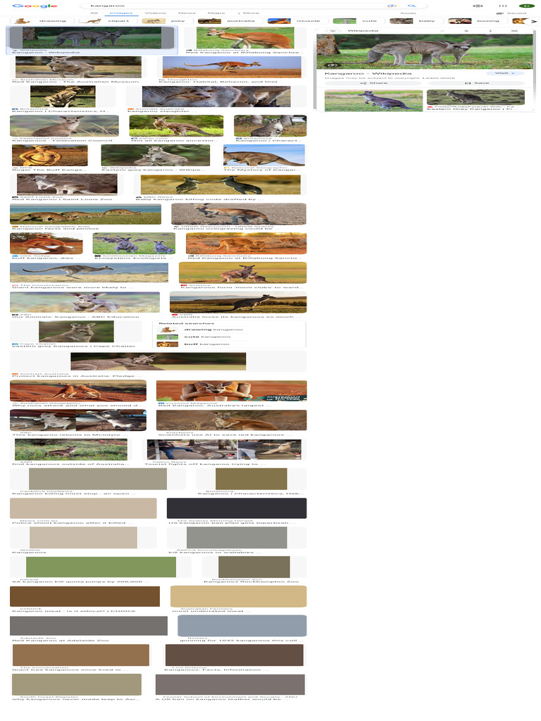 Kangaroo - Google Search | PDF | Marsupials Of Australia | Diprotodonts