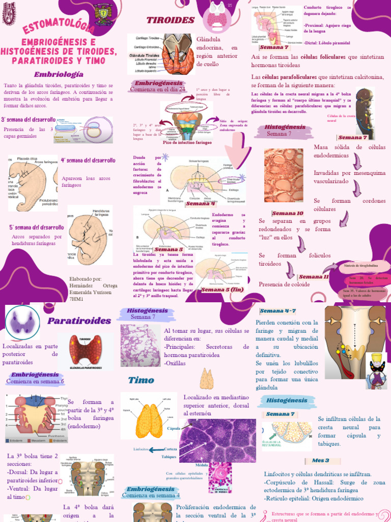 Embrio e Histogénesis de Tiroide, Timo y Paratiroides. Esmeralda ...