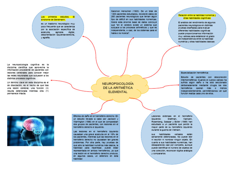 Neuro 2 | PDF | Hemisferio cerebral | Neuropsicología