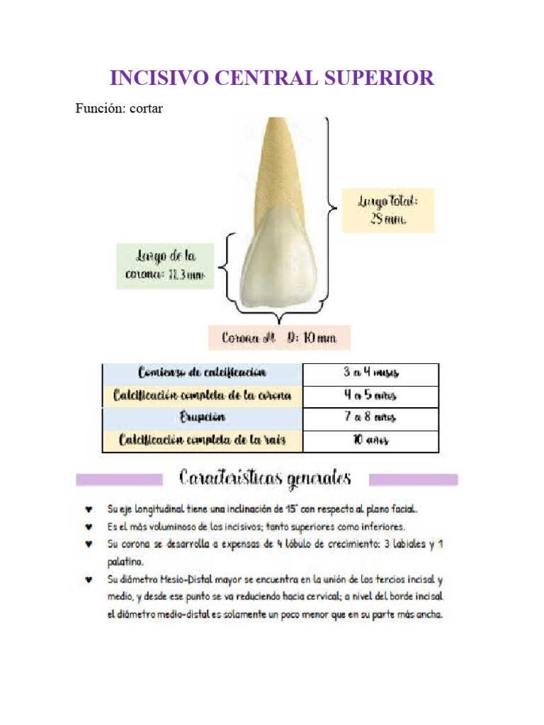 Anatomía y función del incisivo central superior | PDF