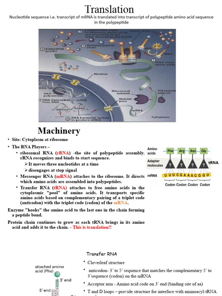 LECTURE 12 Translation | PDF | Translation (Biology) | Ribosome