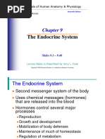 Endocrine System Powerpoint | PDF | Pituitary Gland | Endocrine System