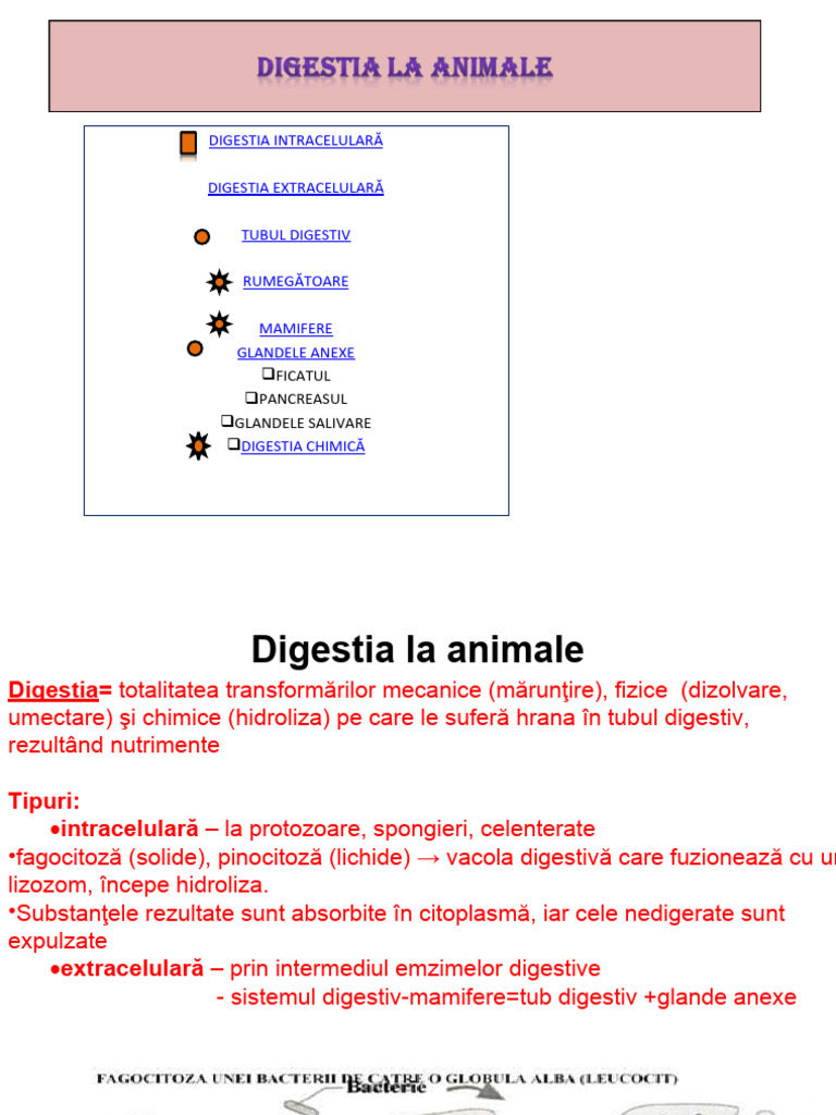 Digestia La Animale - REAL | PDF