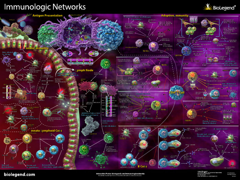 Immunologic Networks Poster | PDF