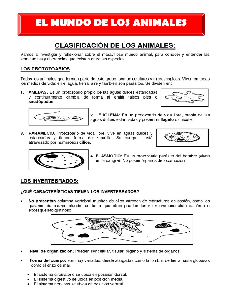 El Mundo de Los Animales para Quinto de Primaria | PDF | Piel | Esqueleto