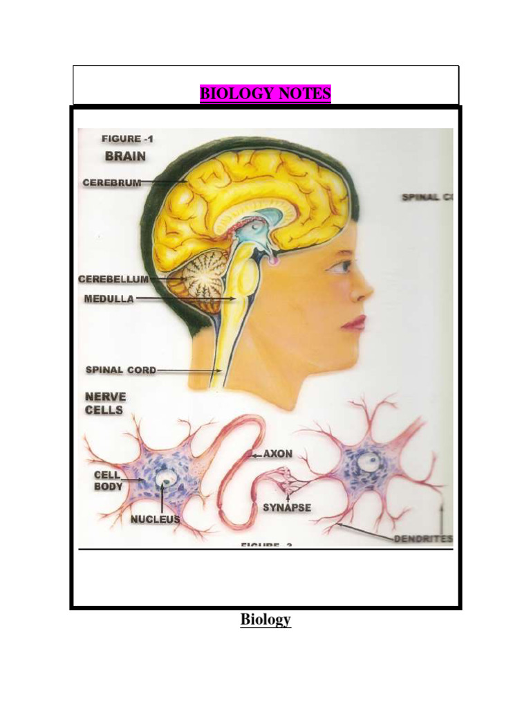 Biology Full Notes | PDF | Osmosis | Stoma