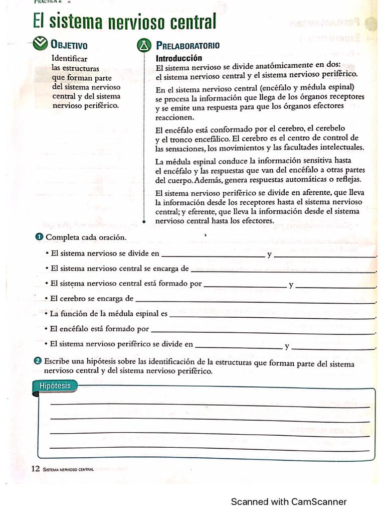 Práctica SNC | PDF