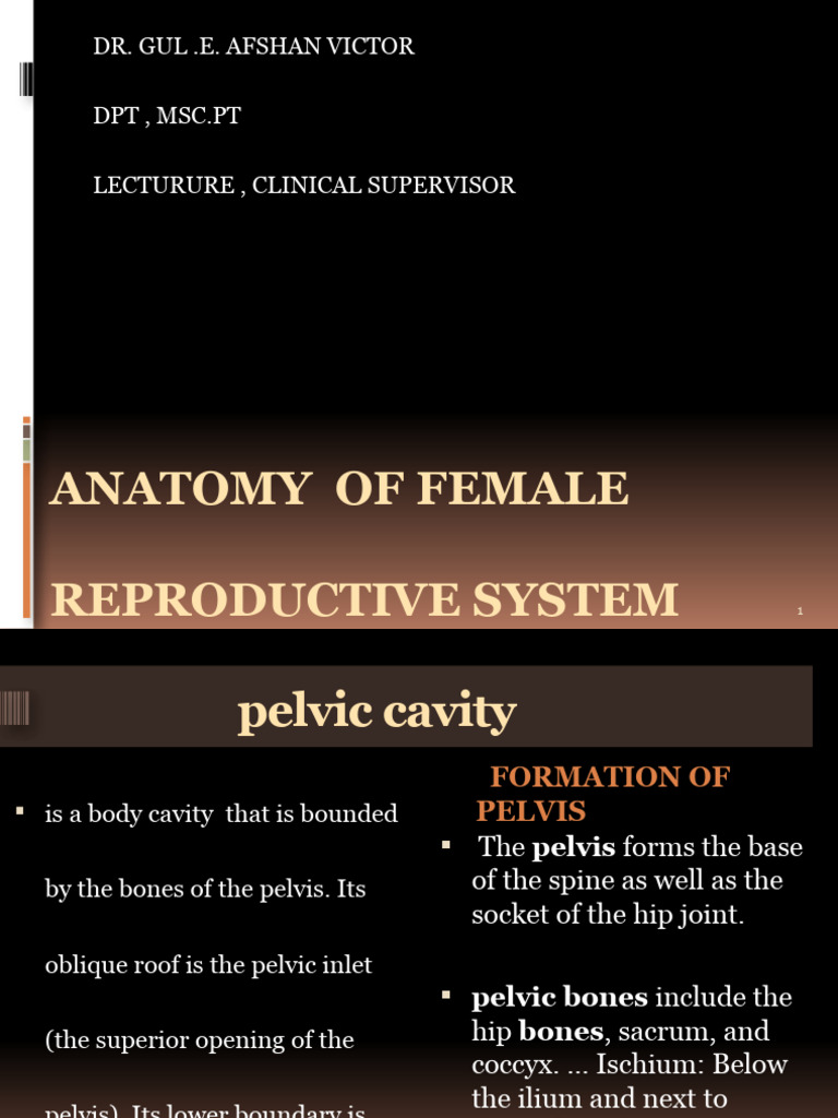 Female Reproductive System Anatomy | PDF | Uterus | Pelvis