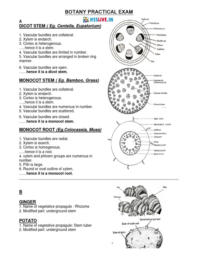 Hsslive XII Botany Practical Notes | PDF | Plant Stem | Eukaryotes