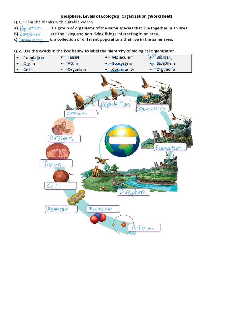 Levels of Organization Practice | PDF | Ecosystem | Ecology