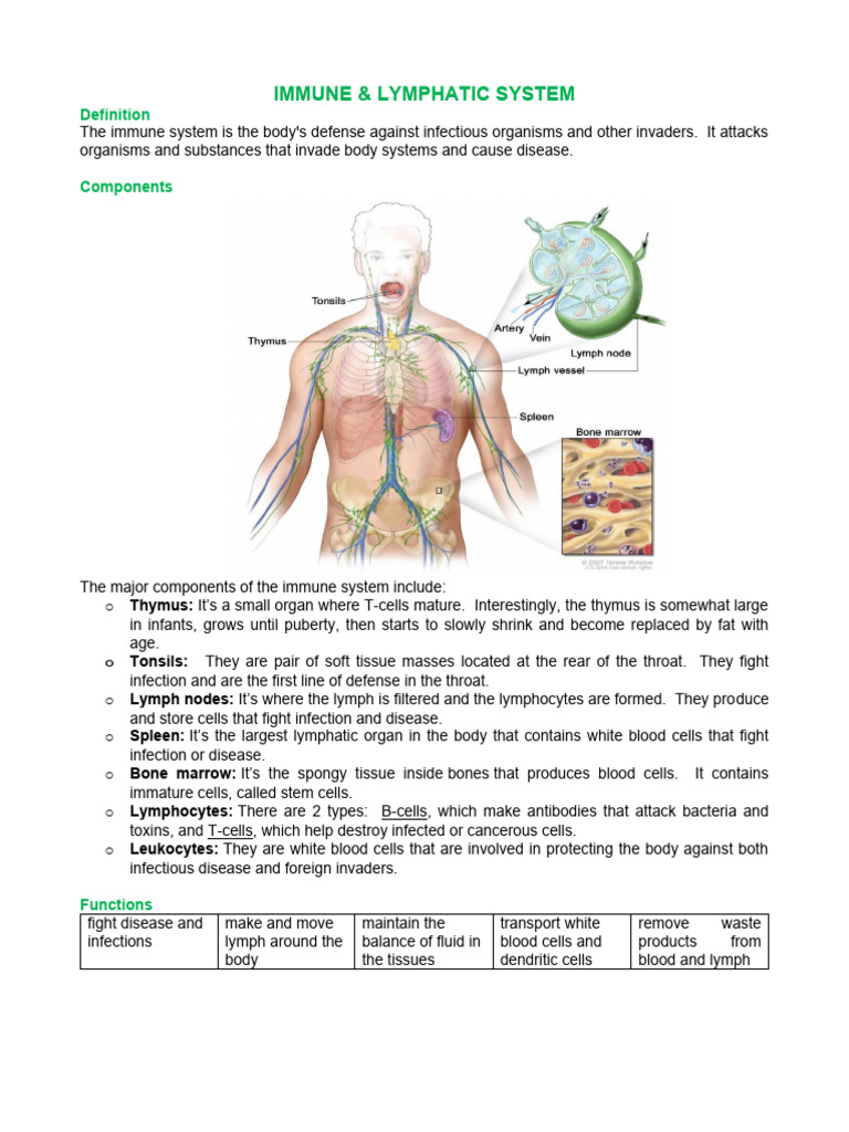 Immune System | PDF | Lymphatic System | Immune System