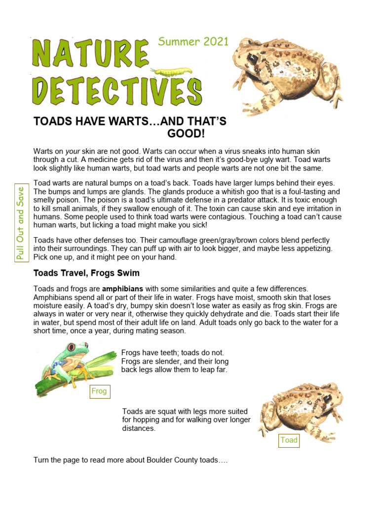 Toads Have Warts | PDF | Frog | Predation