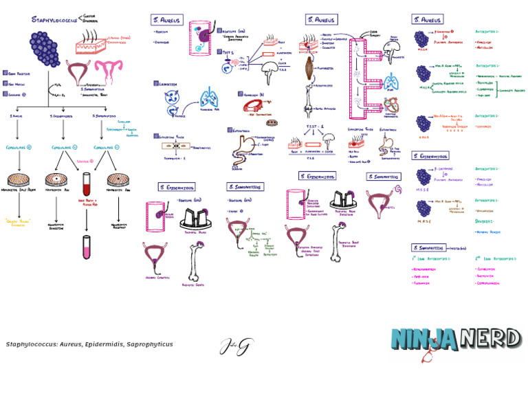 Microbiology 04 Staphylococcus Aureus Epidermidis Saprophyticus Pdf