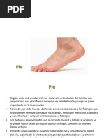 Anatomía y Biomecánica del Pie | PDF | Pie | Tobillo