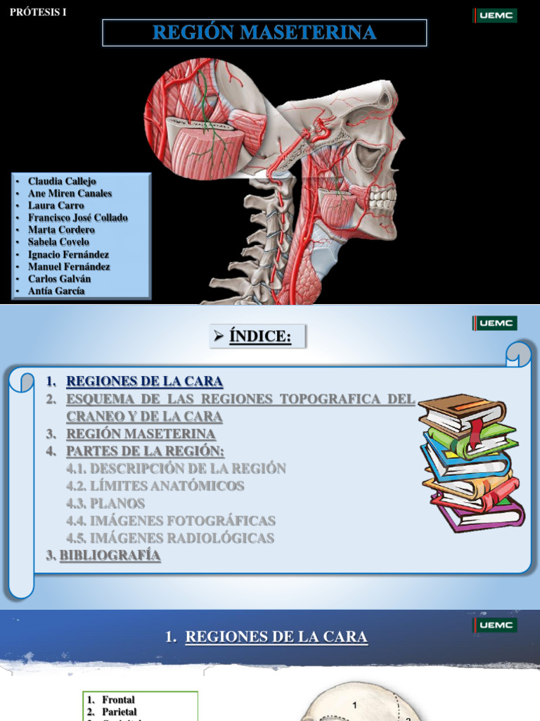 Región maseterina | PDF | Anatomía humana | Cabeza y cuello humanos