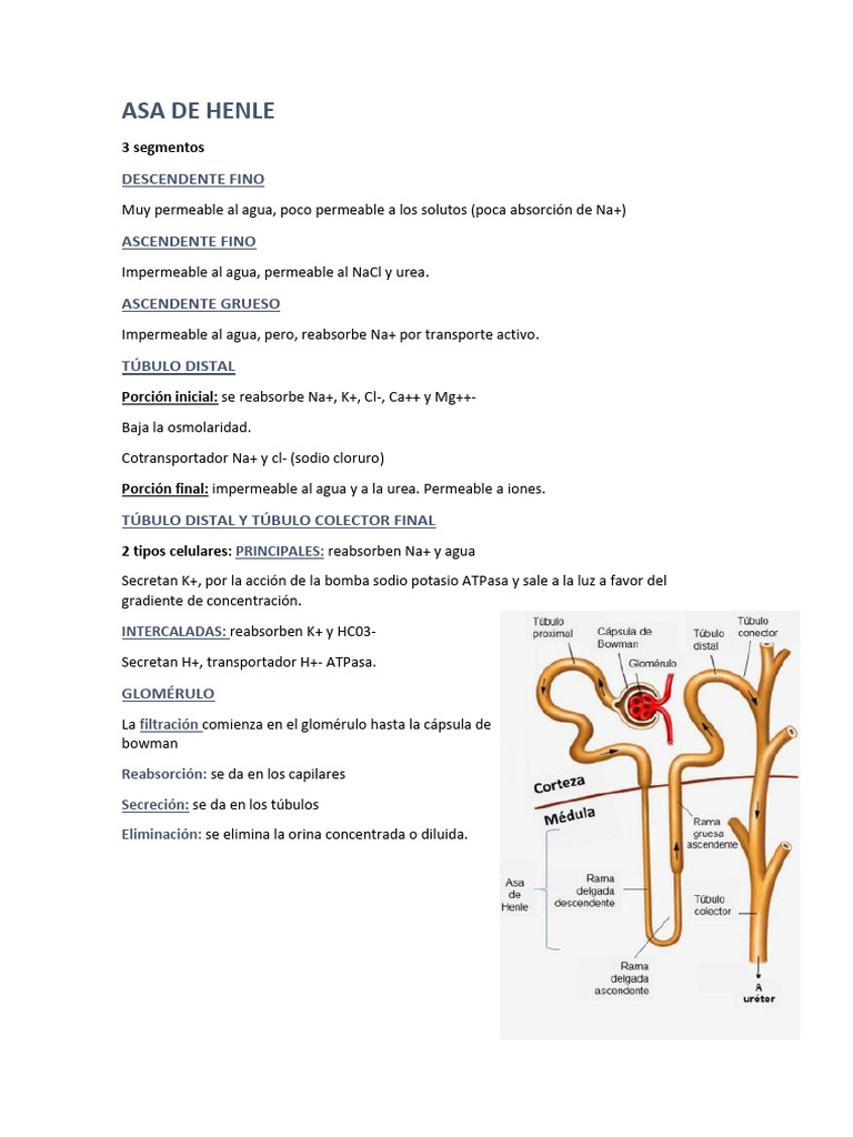 Fisiología Renal: Asa de Henle y Túbulos | PDF | Ciencia y matemáticas