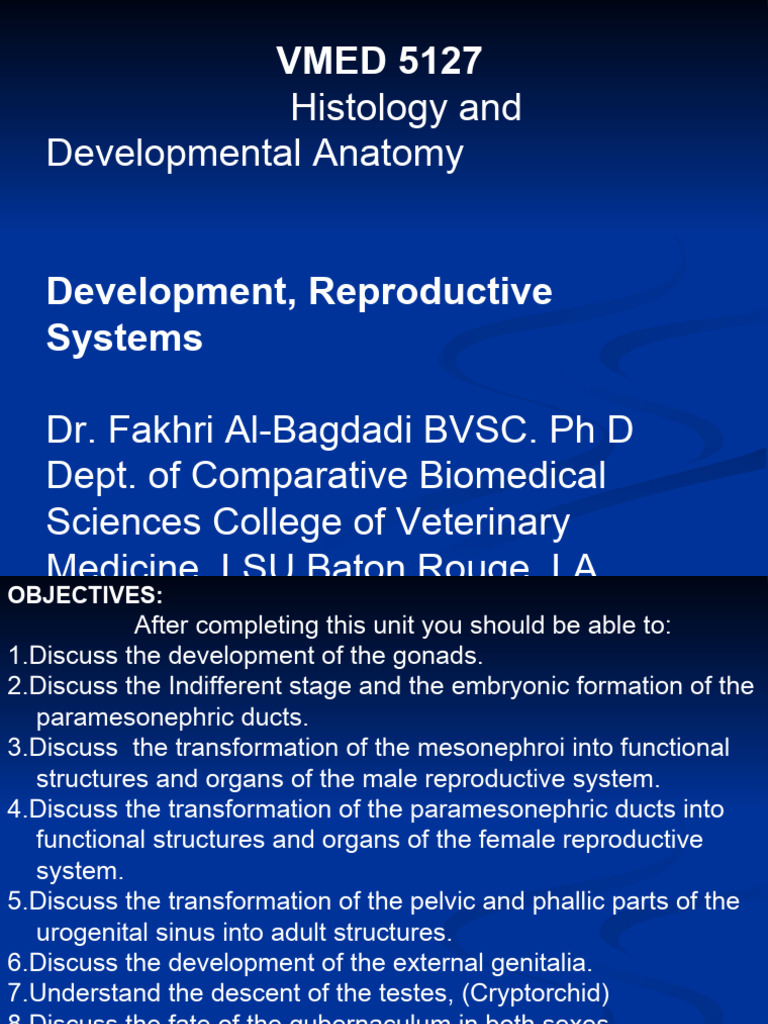 Development Reproductive Systems | PDF | Testicle | Endocrine System